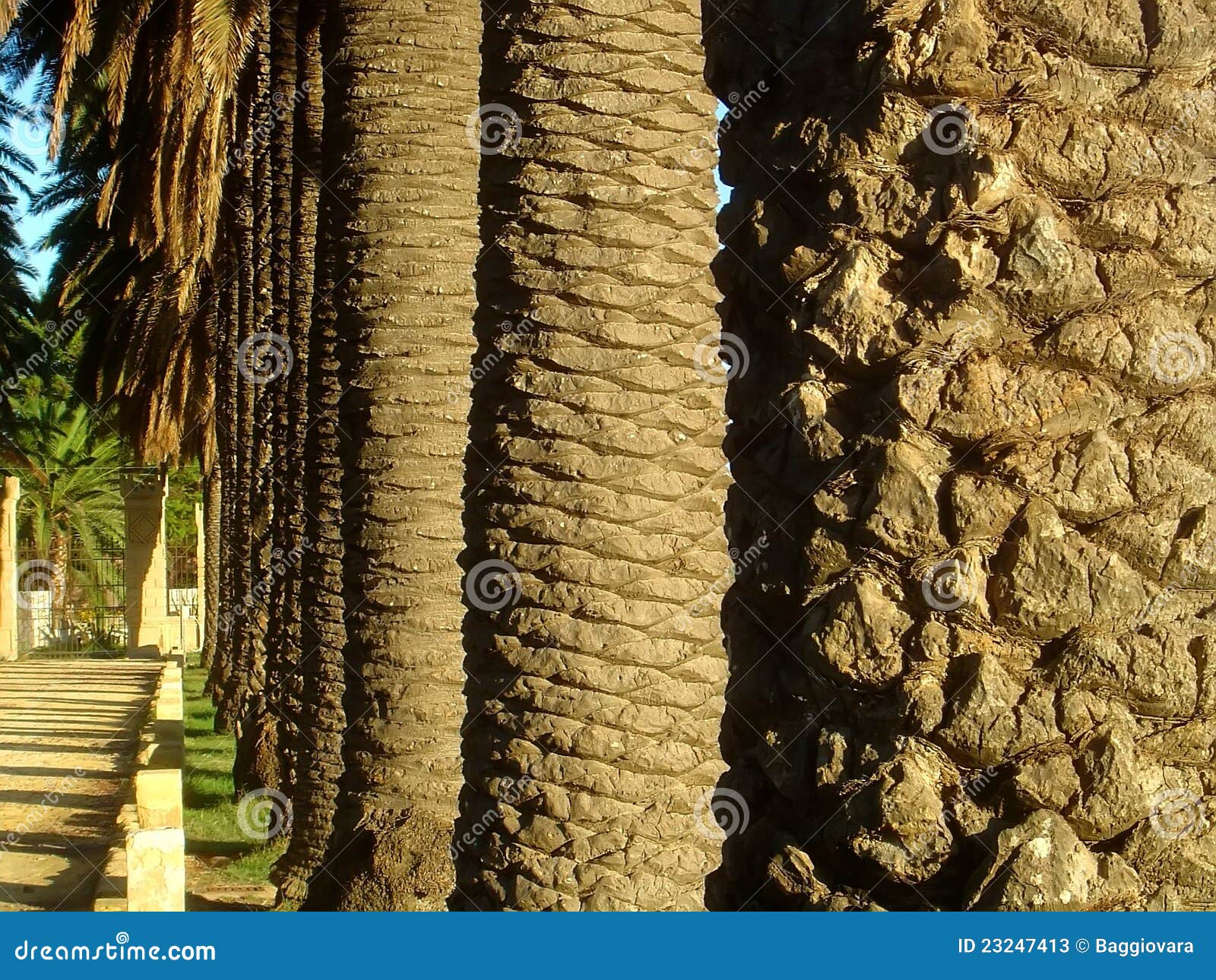 Palm trunks stock image. Image of palm, plant, summer - 23247413