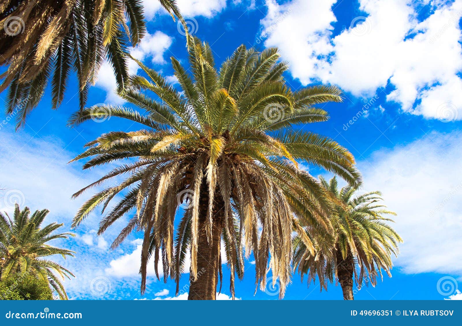 Palm stock image. Image of island, tucson, arizona, palm - 49696351