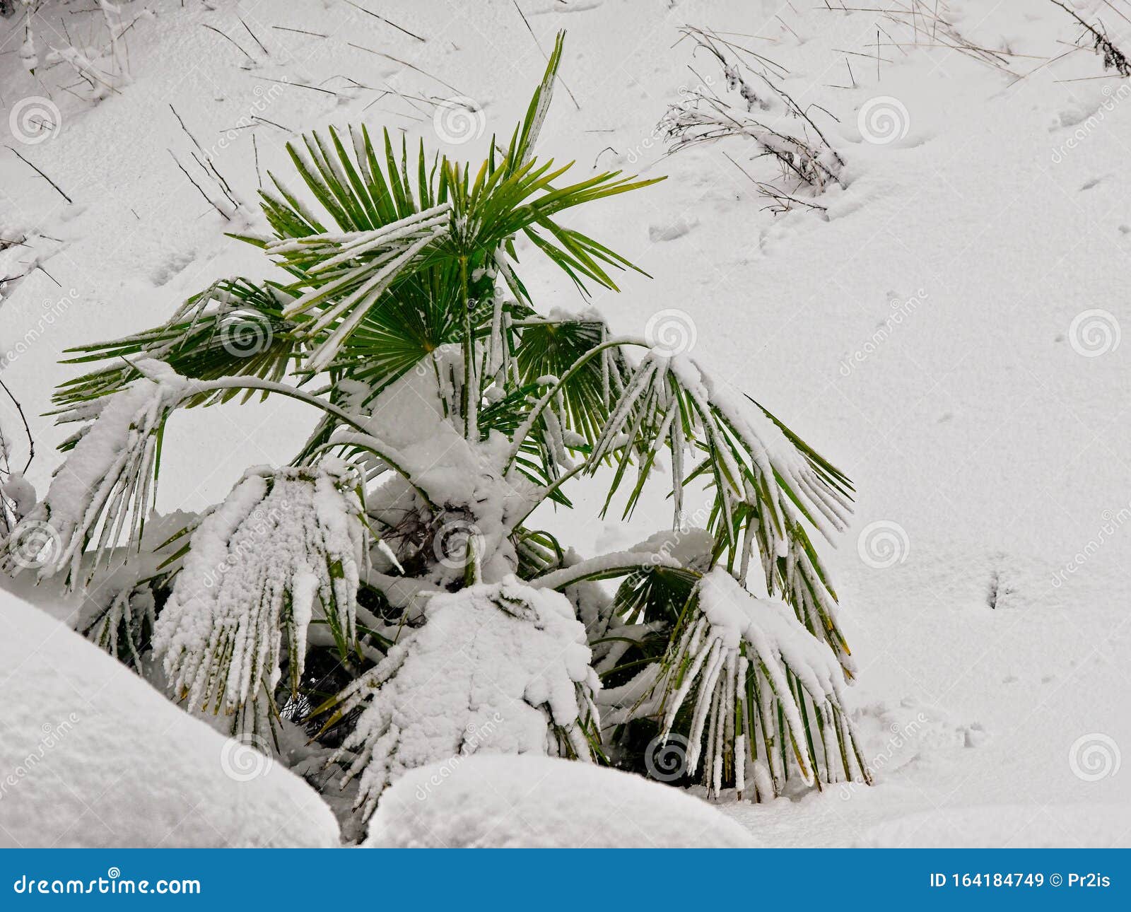 Palm under the snow stock image. Image of backyard, snowfall - 164184749