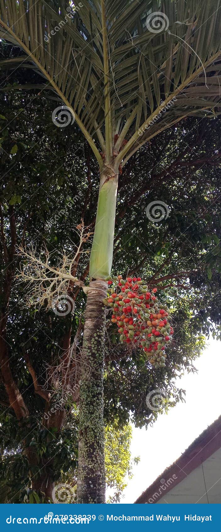 The Palm is Usually Known As the & X22;Christmas Palm Tree& X22 ...