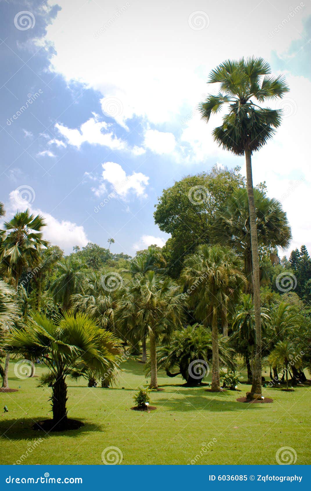 Palm Valley stock image. Image of multiple, sunny, landscaping - 6036085