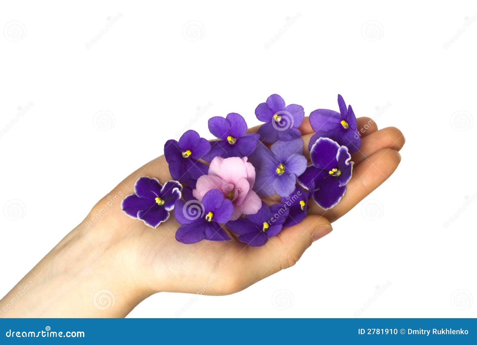 Palm with violet petals stock photo. Image of nature, smelling - 2781910