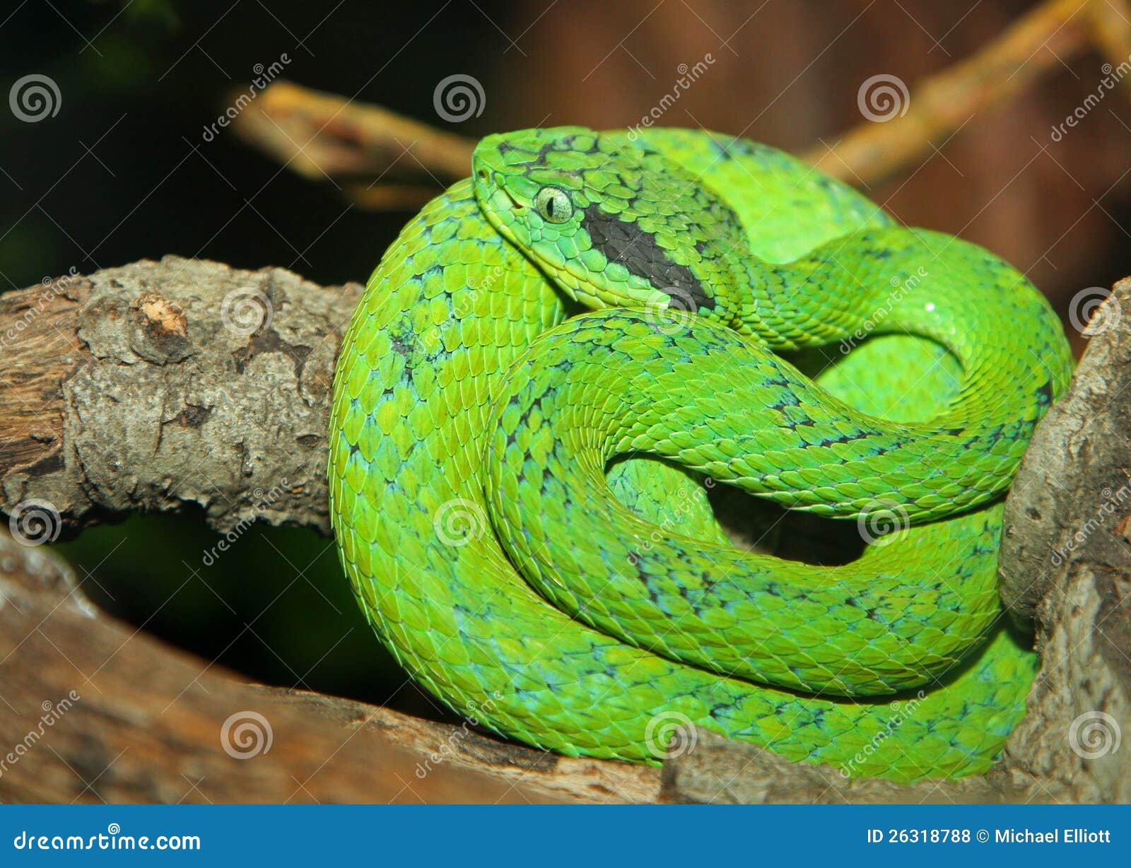 Palm Viper stock photo. Image of poisonous, snake, details - 26318788