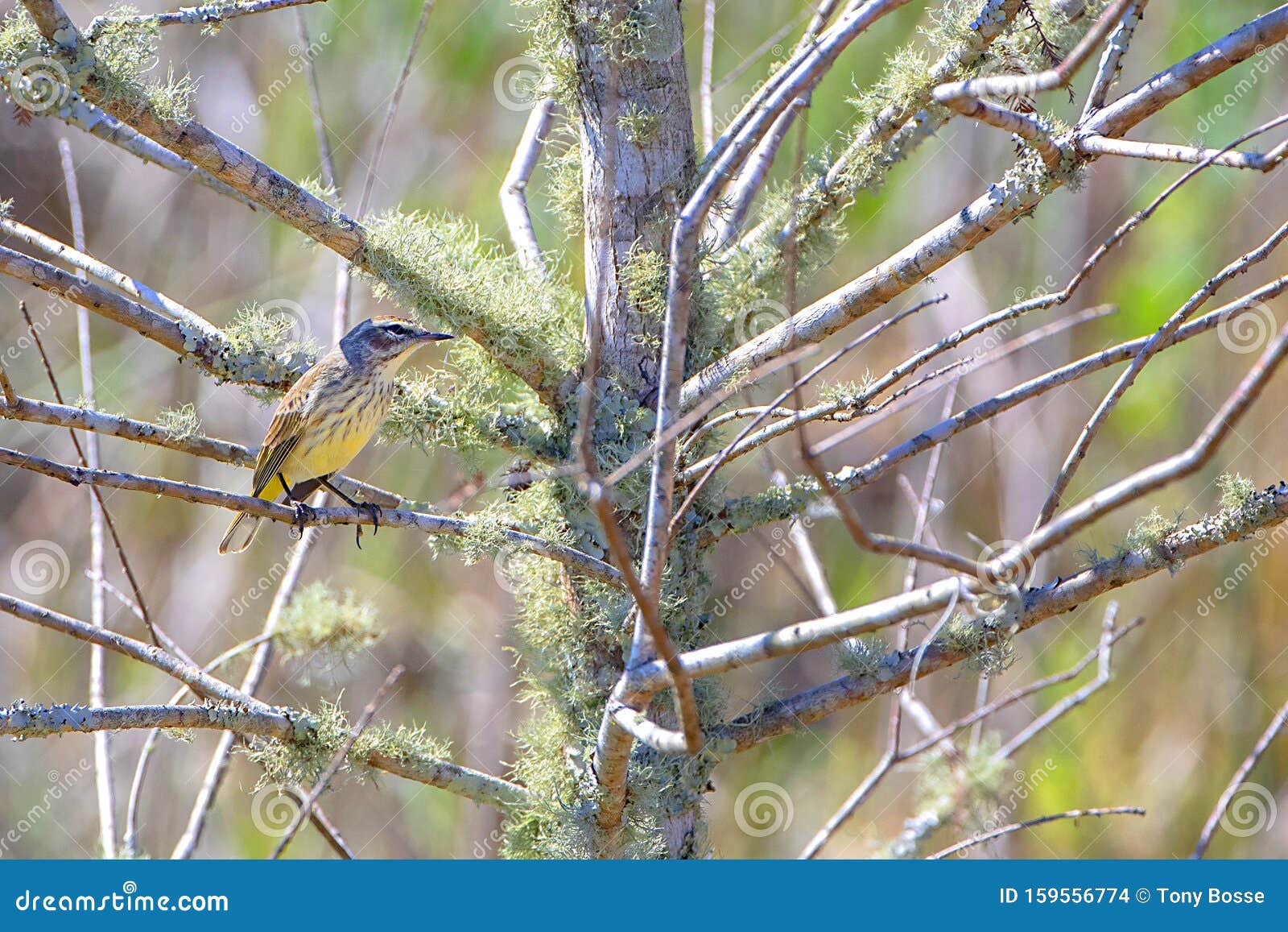 Palm Warbler in a Tree stock photo. Image of wild, fauna - 159556774