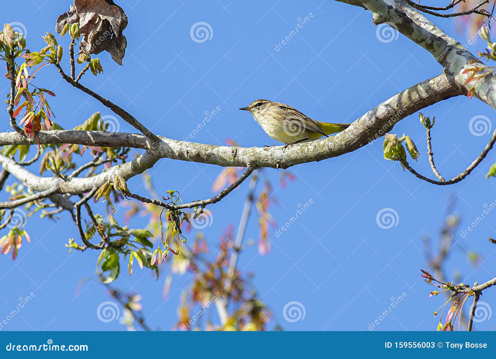 Palm Warbler Perched on a Tree Stock Image - Image of foliage, warbler ...