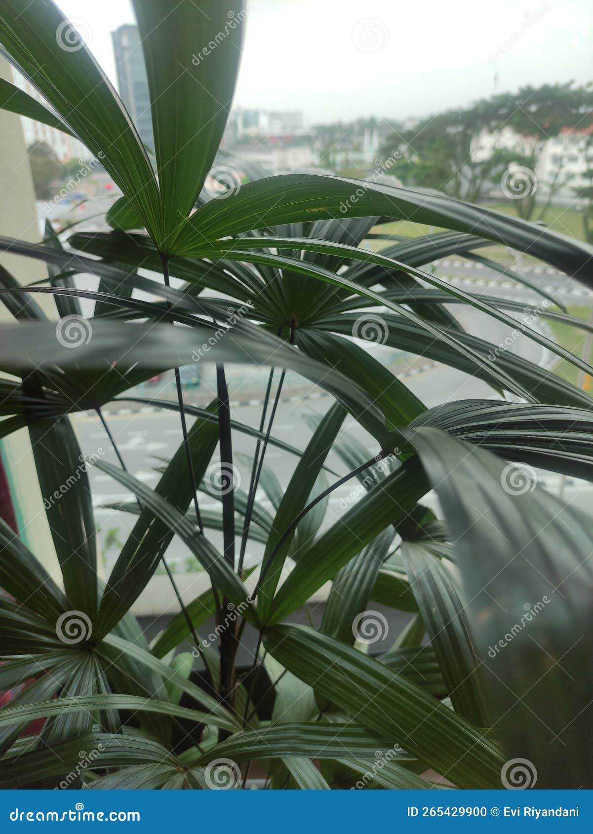 Waregu Stock Photos - Free & Royalty-Free Stock Photos from Dreamstime