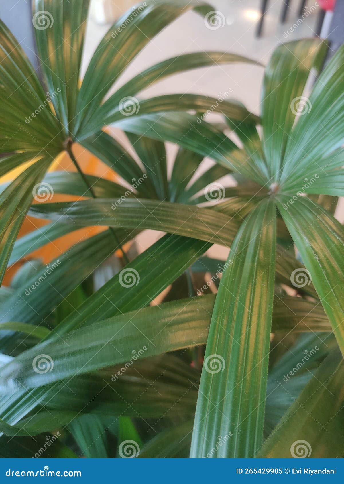 Palm waregu stock image. Image of flower, food, branch - 265429905