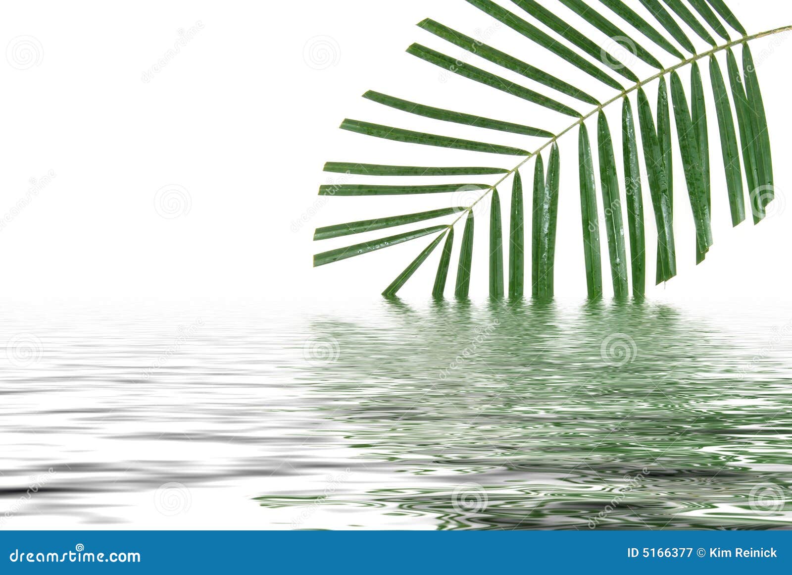 Palm water stock image. Image of water, fresh, green, white - 5166377