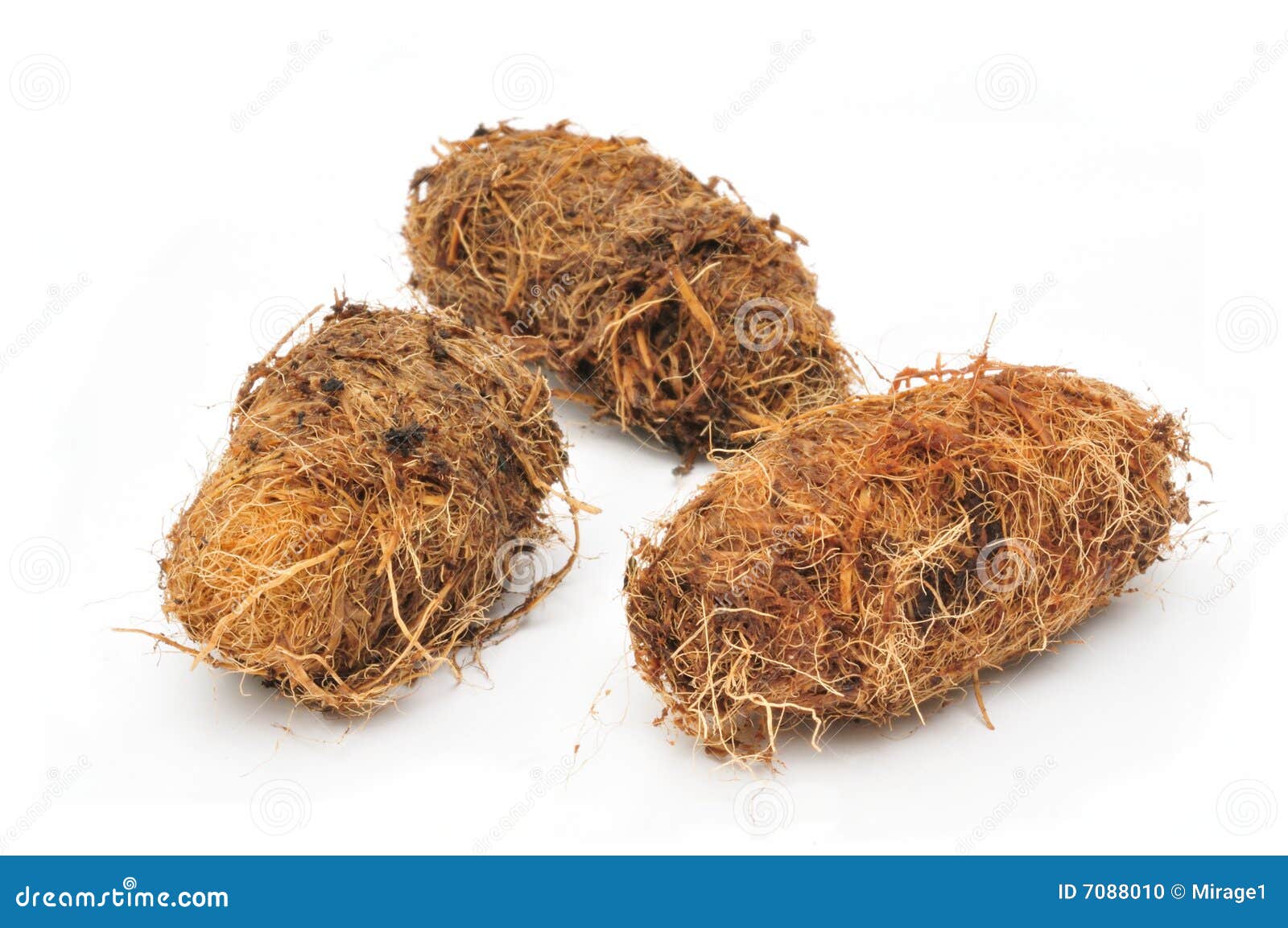 Palm Weevil Cocoons stock photo. Image of parasite, sago - 7088010