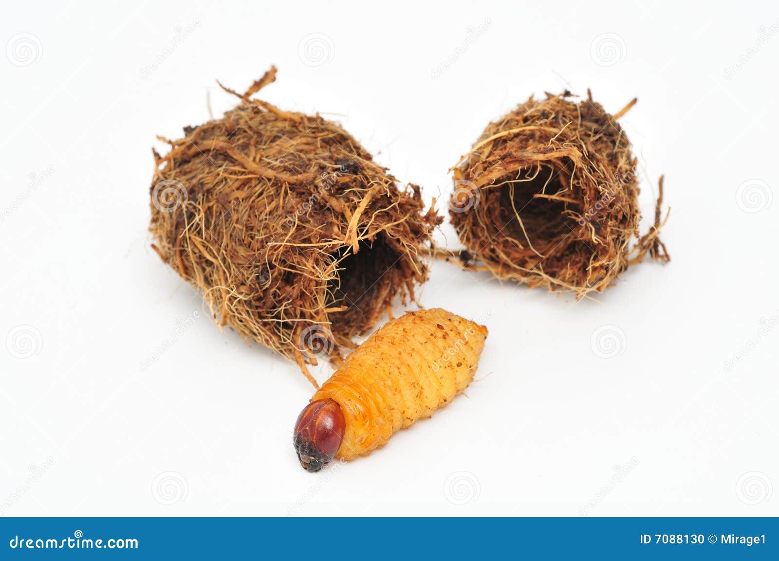 Palm Weevil Larva & Cocoon Stock Photo - Image of agriculture, asian ...