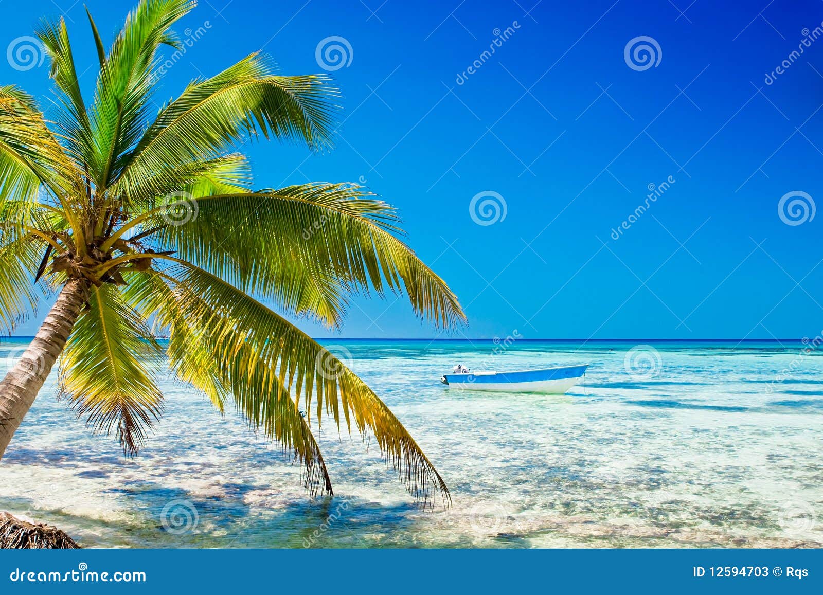 Palm on White Sand Beach Near Cyan Ocean Stock Image - Image of beige ...
