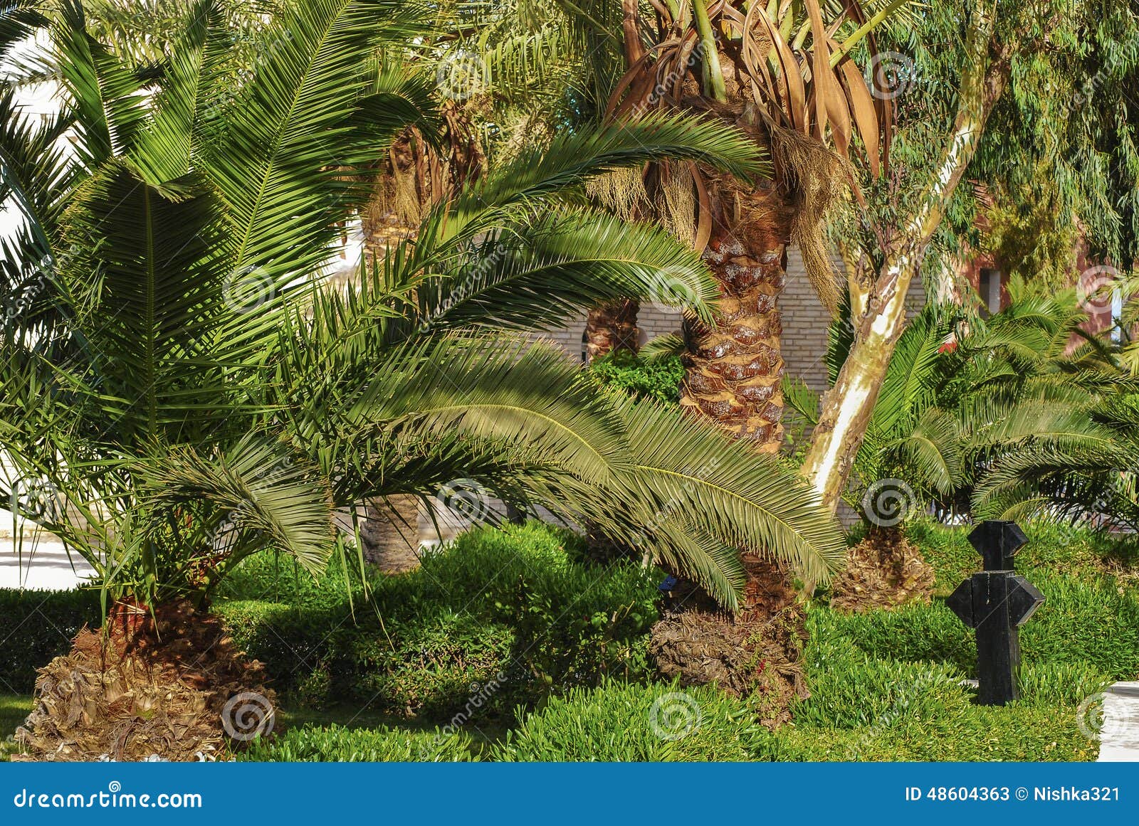 Palm wide stock image. Image of bushes, summer, sunshine - 48604363