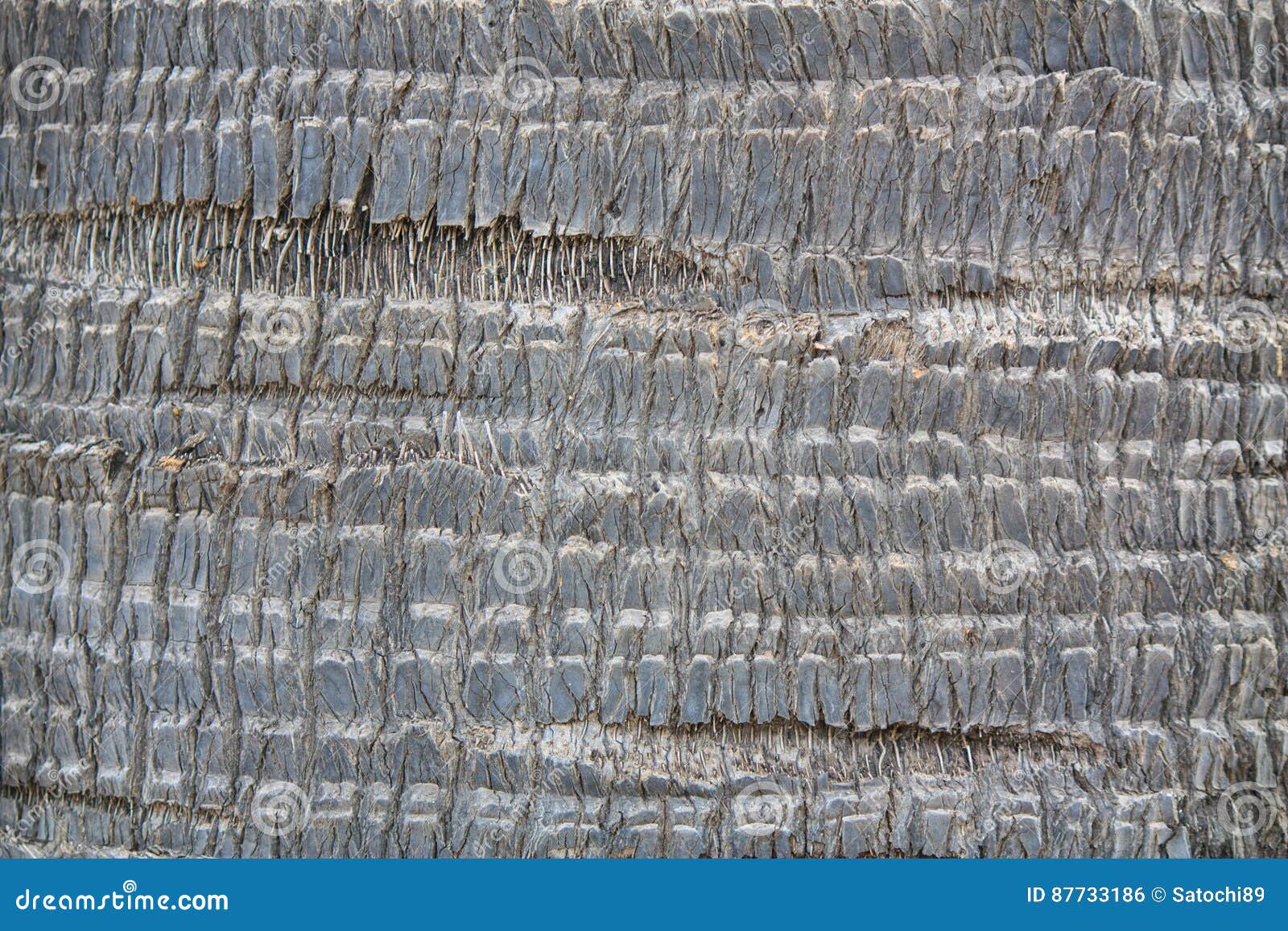 Palm Wood Texture Background Stock Photo - Image of background, texture ...