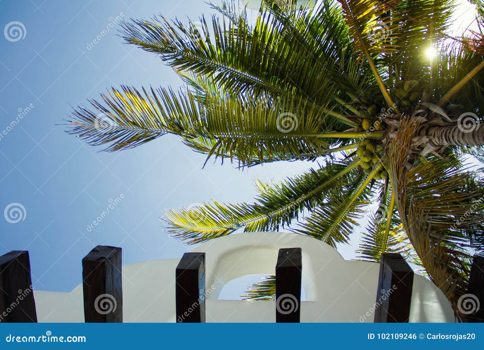 Palma zdjęcie stock. Obraz złożonej z oceany, laguna - 102109246