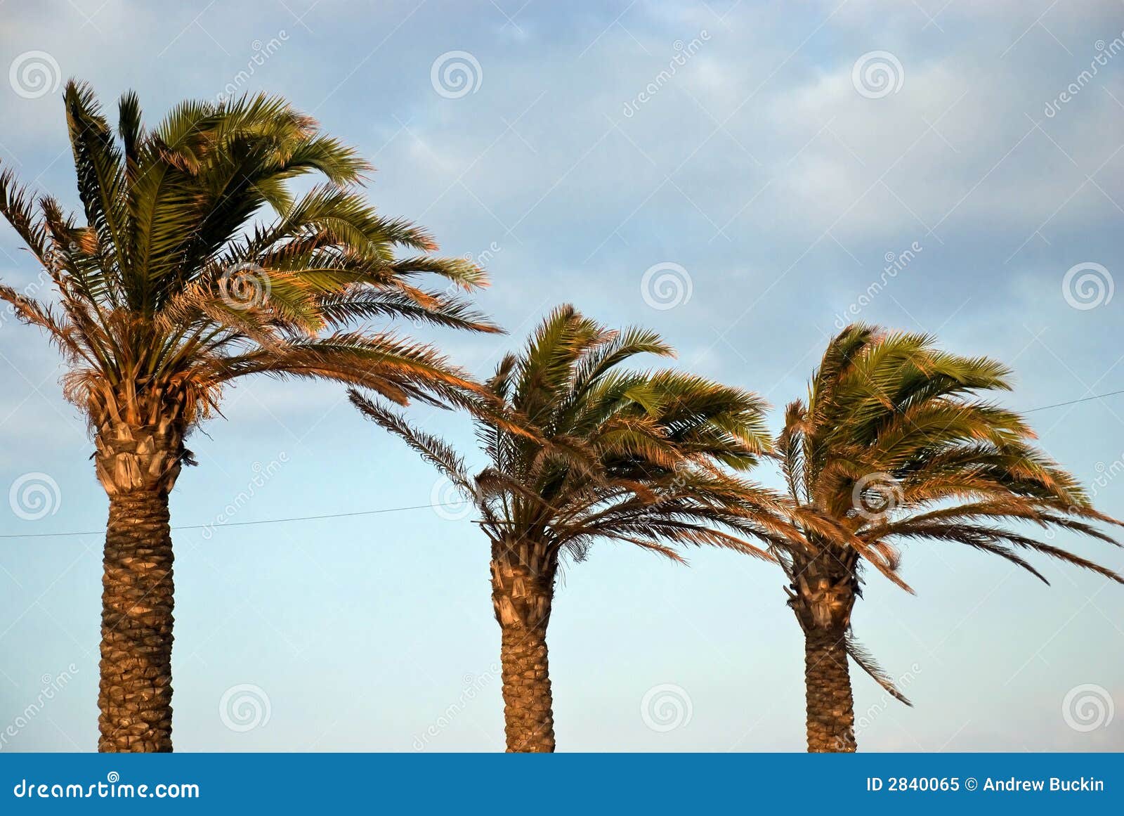 Palma imagen de archivo. Imagen de hojas, frentes, turista - 2840065