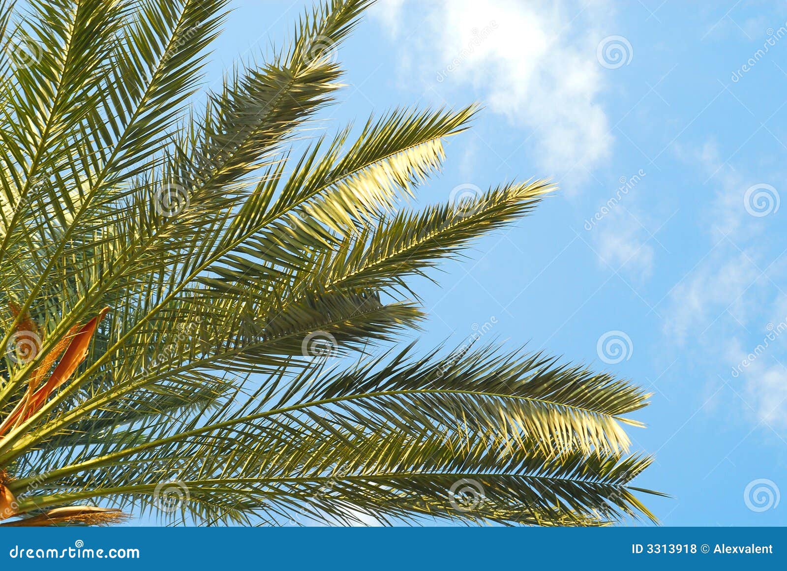 Palma stock photo. Image of beach, perspective, plant - 3313918