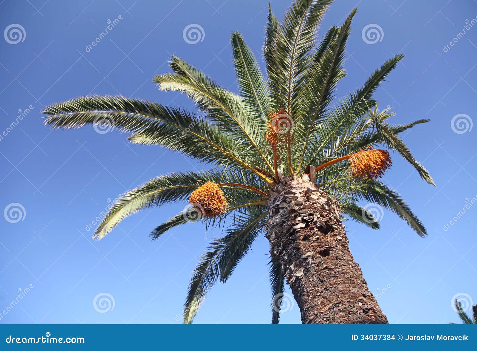 Palma fotografia stock. Immagine di foglio, strada, isola - 34037384
