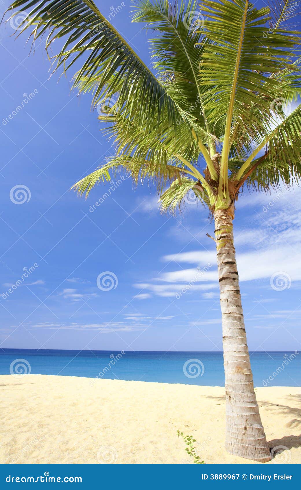 Palma imagen de archivo. Imagen de arena, dicha, relaje - 3889967