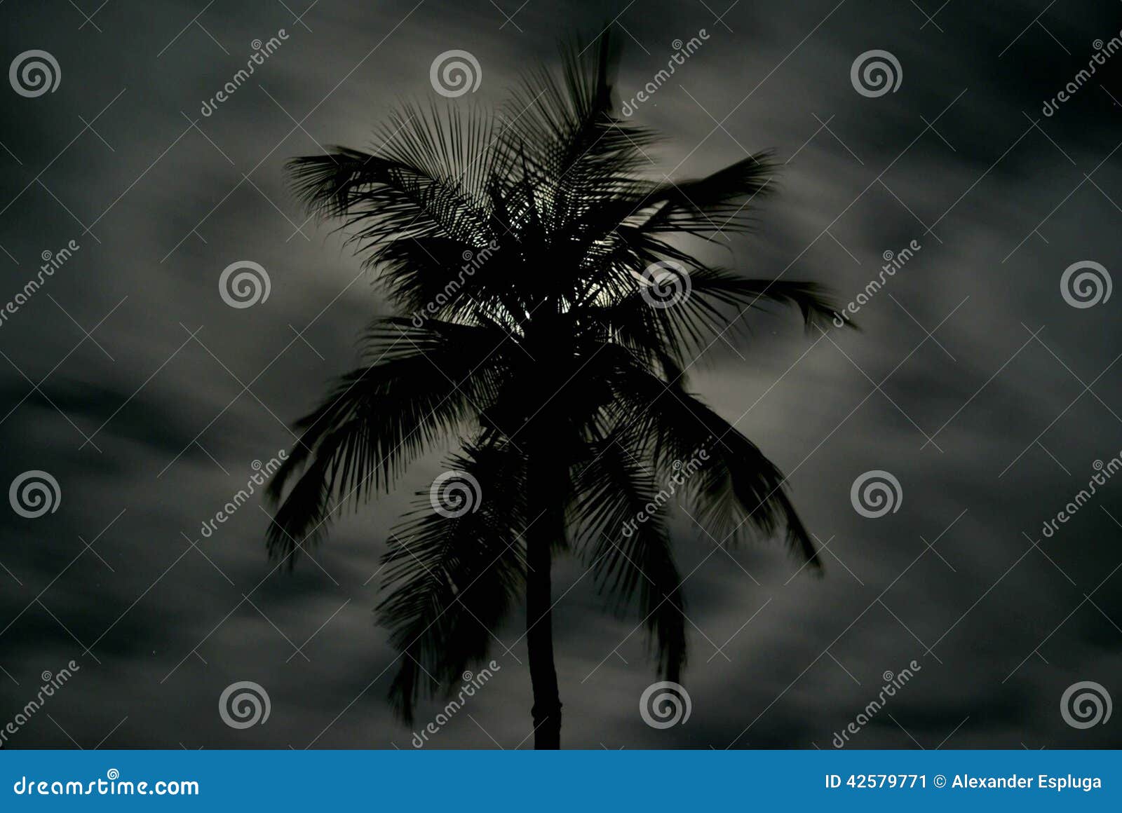 Palma imagen de archivo. Imagen de caribe, palma, noche - 42579771