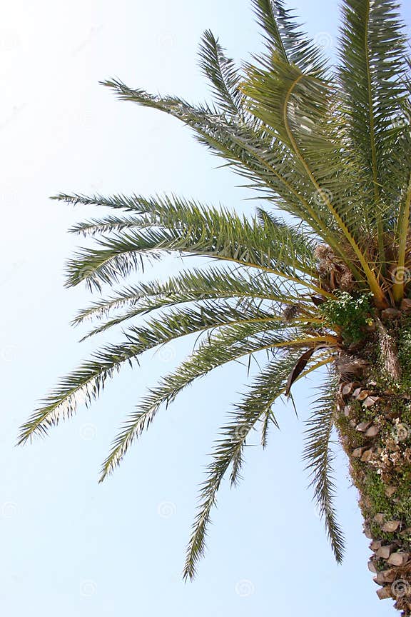 Palma stock image. Image of ocean, outdoors, perspective - 5266147