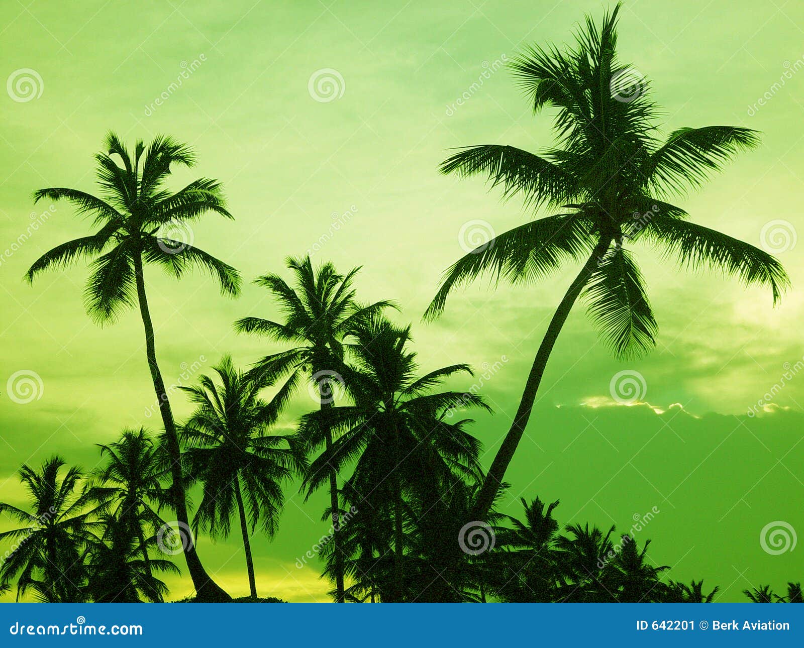 Palma imagen de archivo. Imagen de palma, color, dominicano - 642201