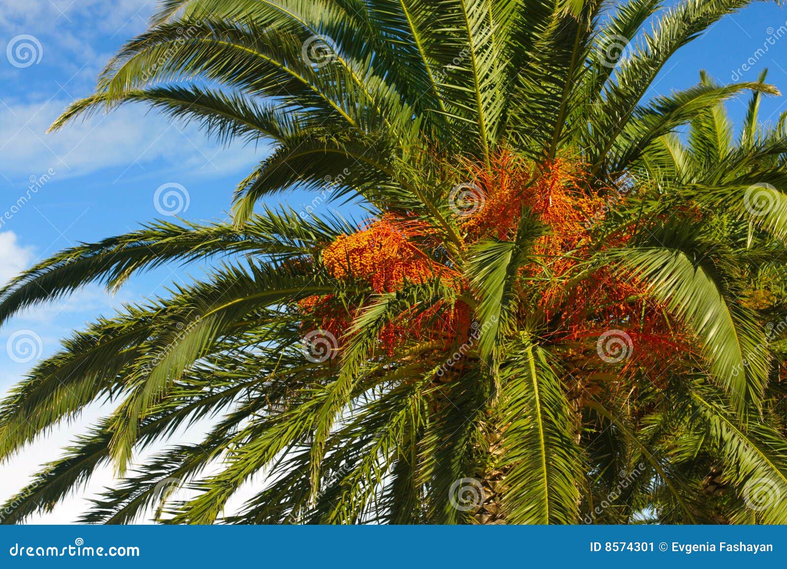 Palma imagen de archivo. Imagen de cubo, turismo, cielo - 8574301