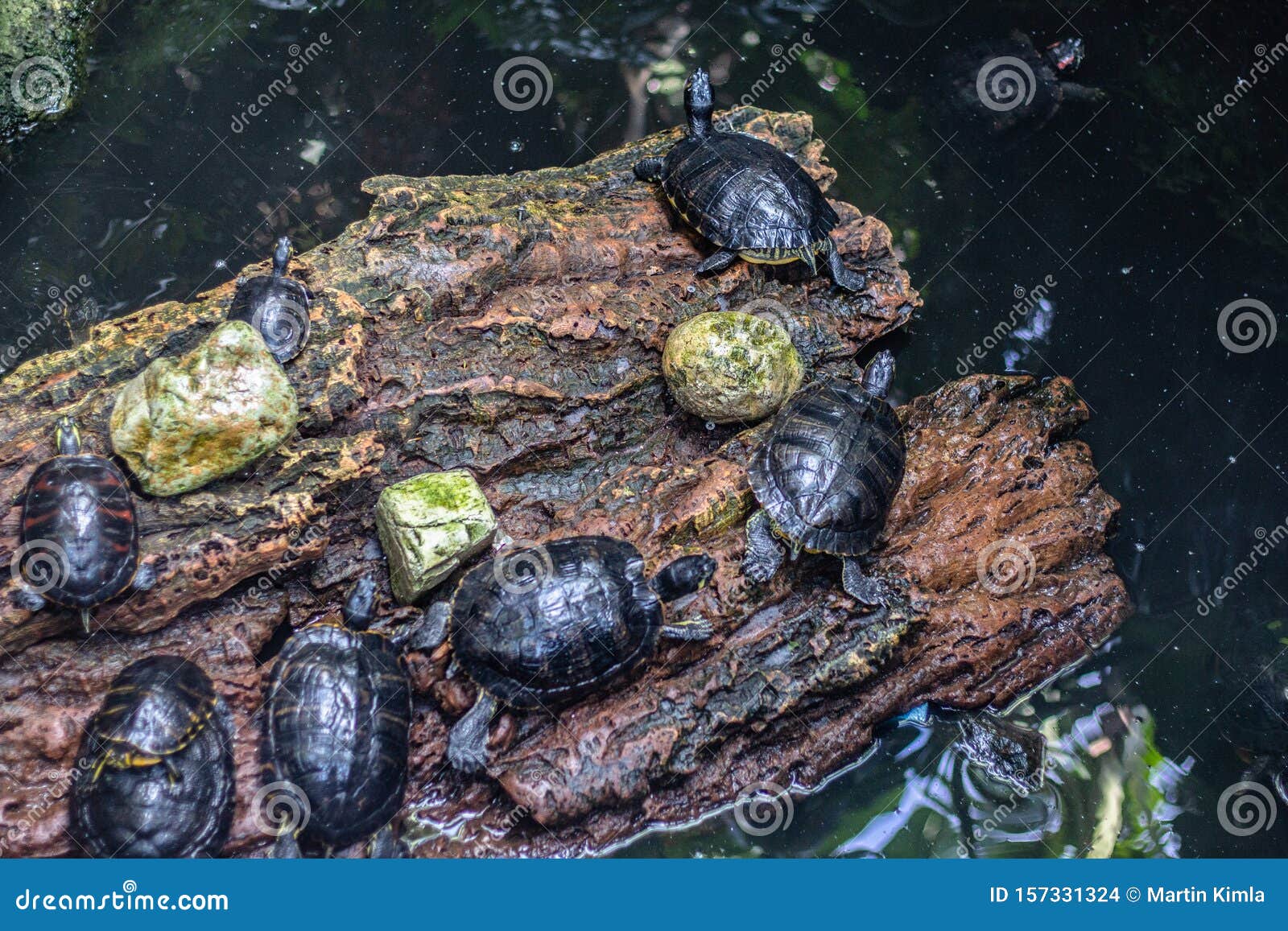 Palma Aquarium editorial stock image. Image of palma - 157331324