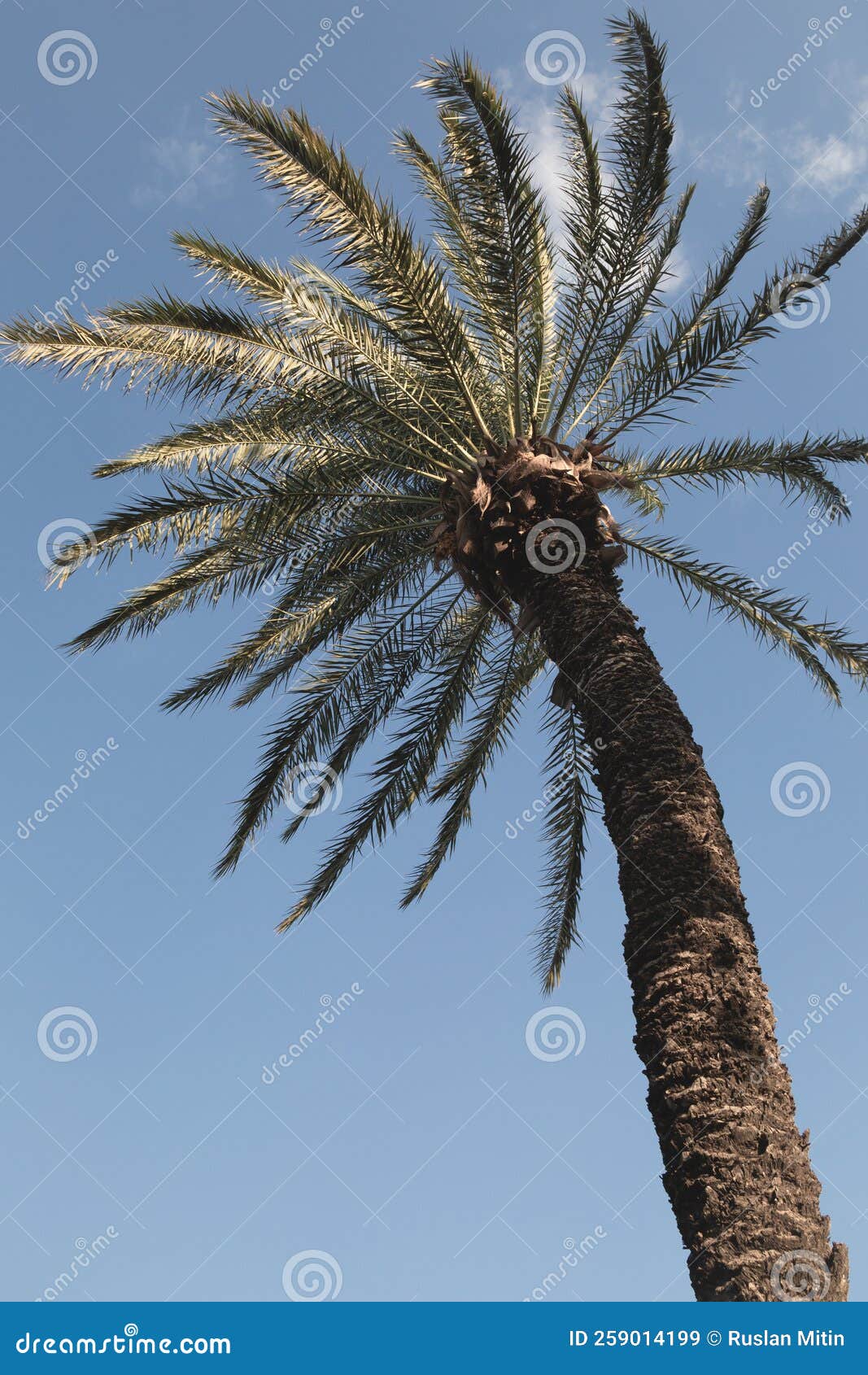 Palma on the Background of the Blue Sky Stock Image - Image of vacation ...