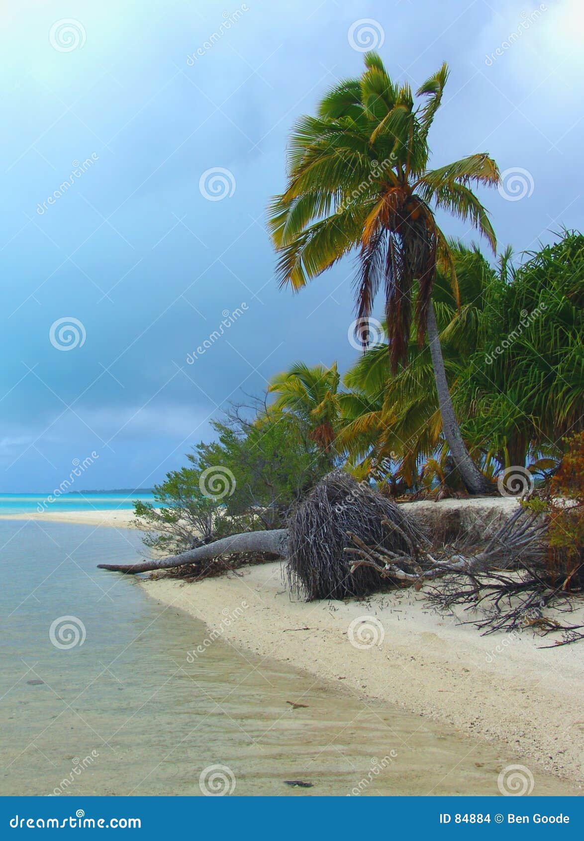 Palma caida foto de archivo. Imagen de palma, agua, caliente - 84884