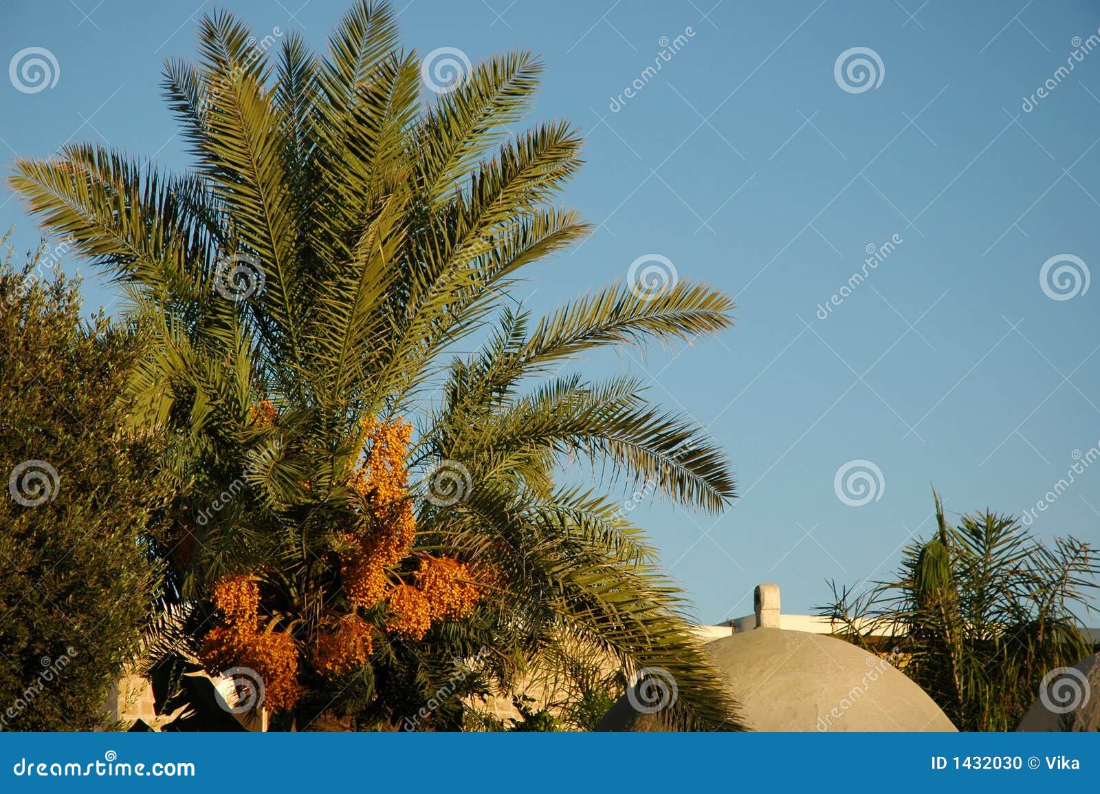 Palma Con Las Fechas Del Racimo Foto de archivo - Imagen de nuevo ...
