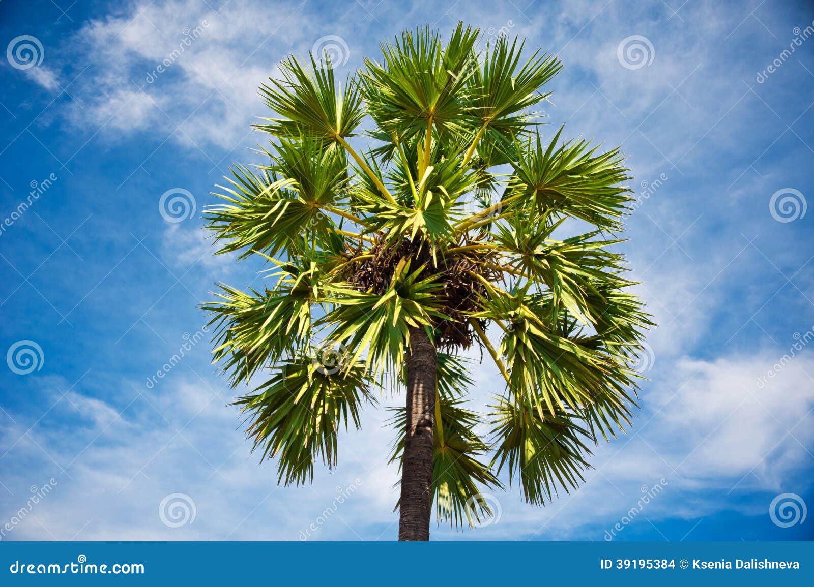Palma contra el cielo azul foto de archivo. Imagen de azul - 39195384