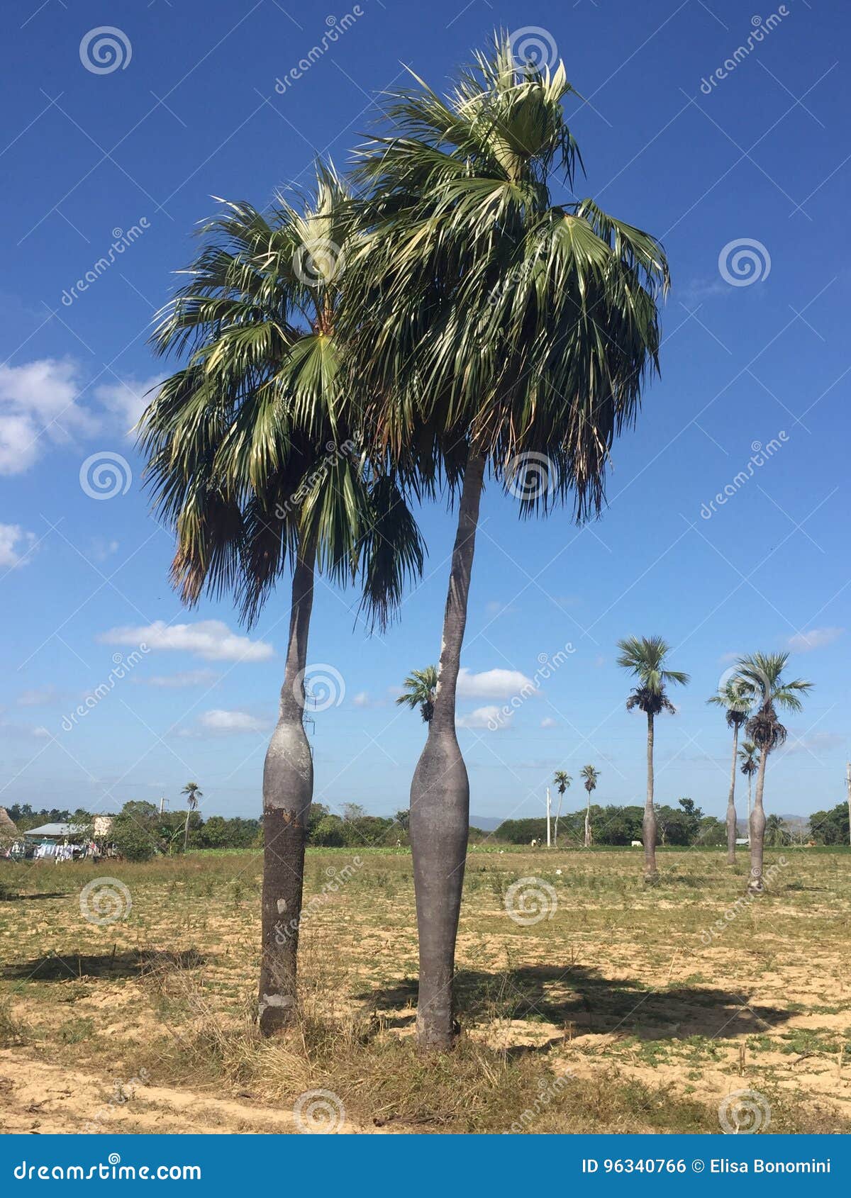 Palma cubana del vientre foto de archivo. Imagen de especie - 96340766