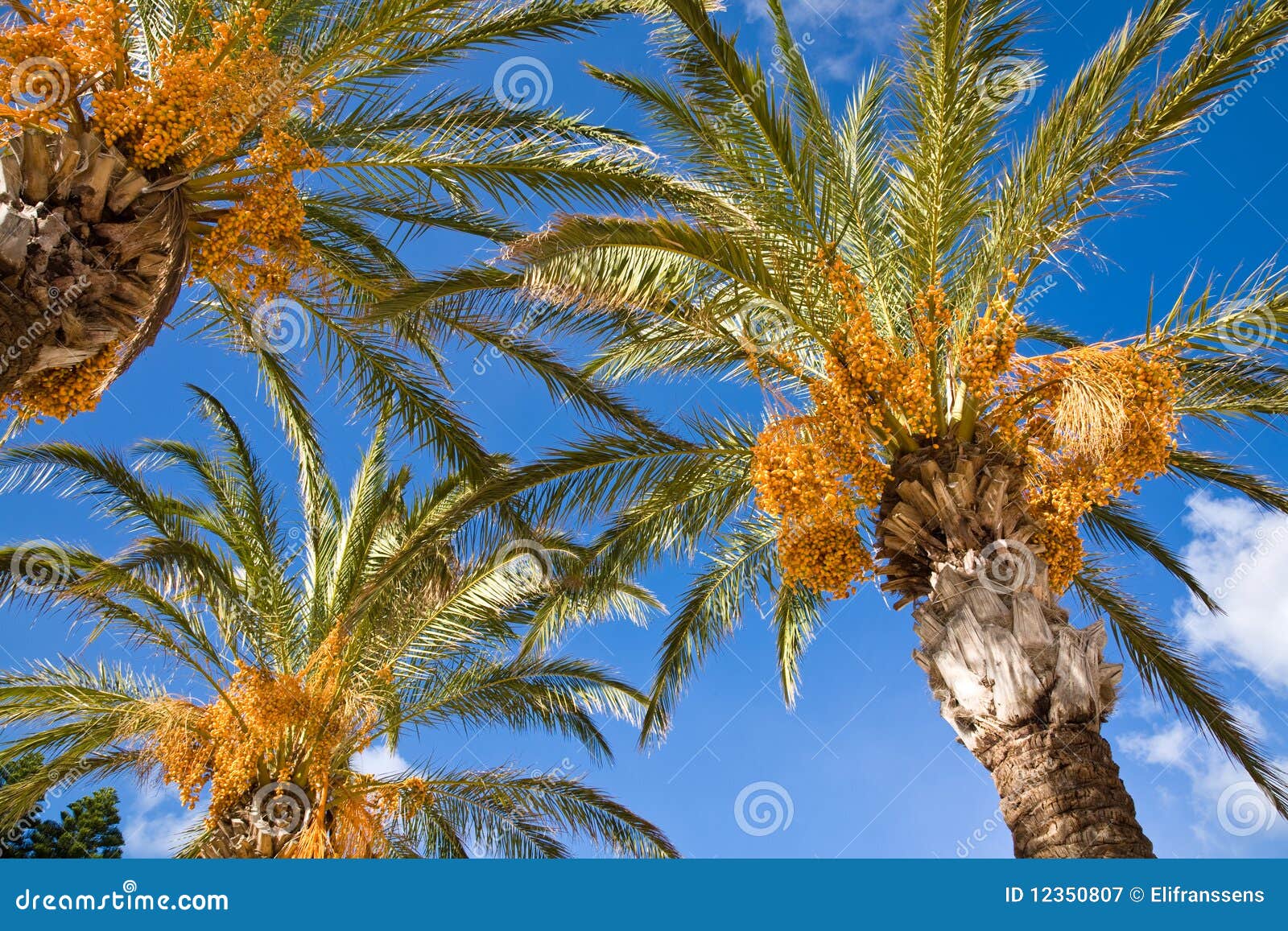 Palma da datteri immagine stock. Immagine di alimento - 12350807