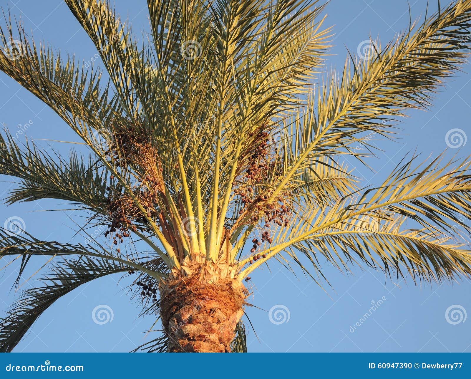 Palma da datteri fotografia stock. Immagine di frutte - 60947390