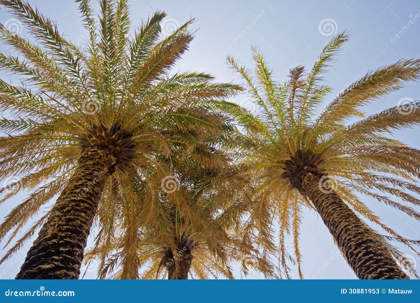 Palma Da Datteri Del Cretan Immagine Stock - Immagine di mediterraneo ...