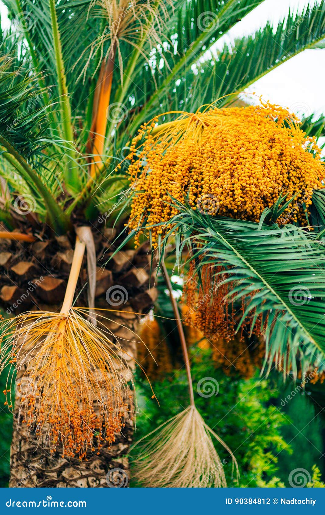 Palma Da Datteri Nel Montenegro Fotografia Stock - Immagine di sano ...