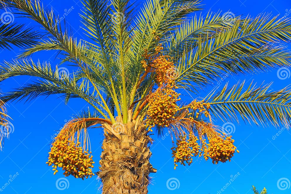 Palma datilera imagen de archivo. Imagen de manojo, agricultura - 103234757