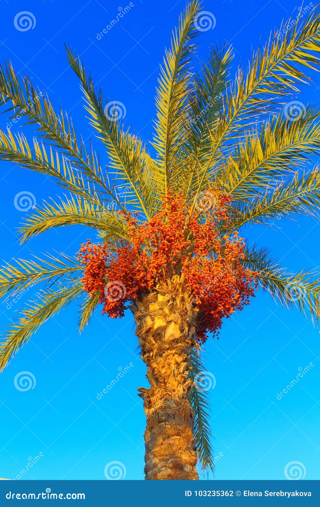 Palma datilera foto de archivo. Imagen de planta, asoleado - 103235362