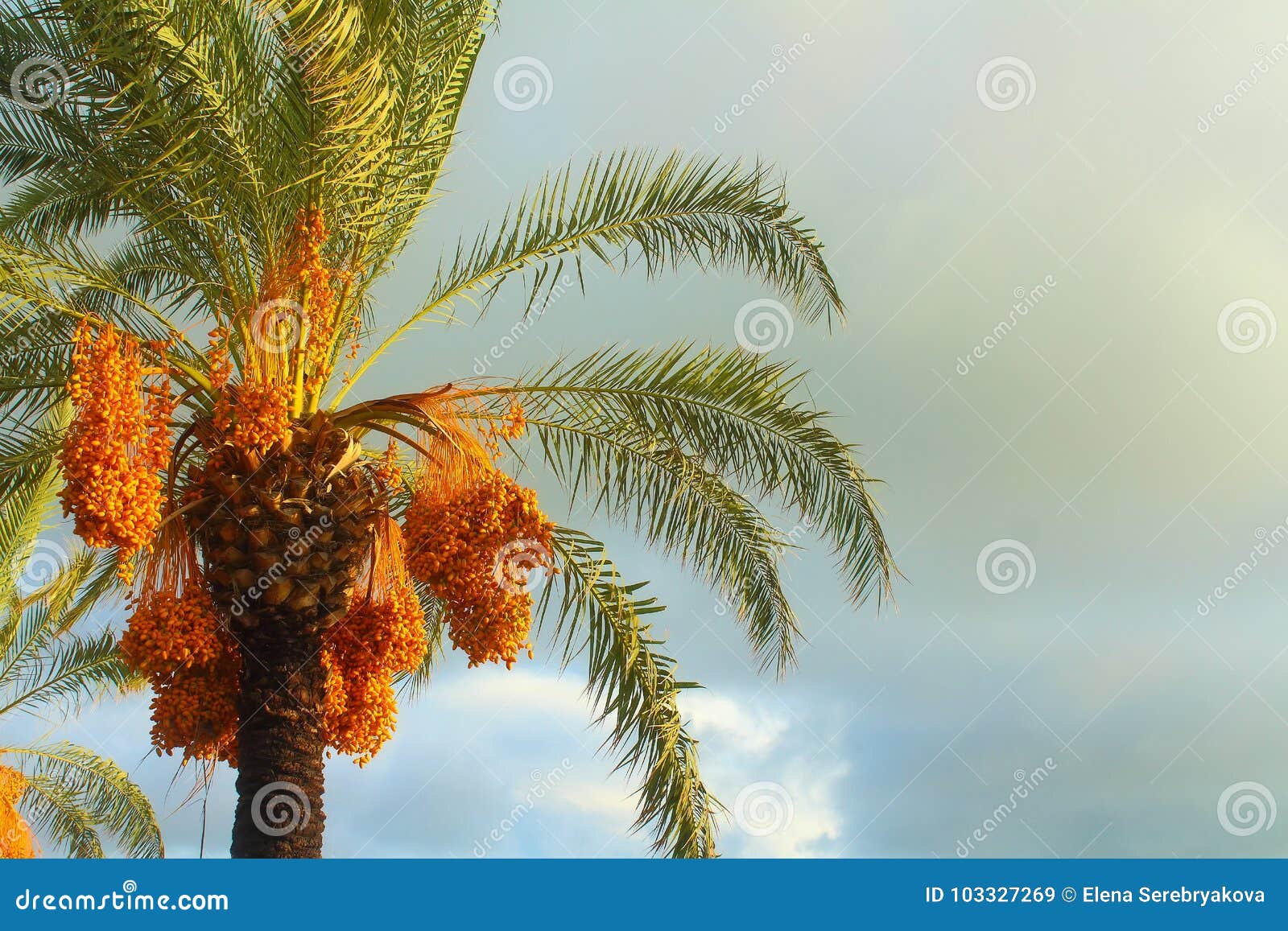 Palma datilera imagen de archivo. Imagen de flora, colorido - 103327269