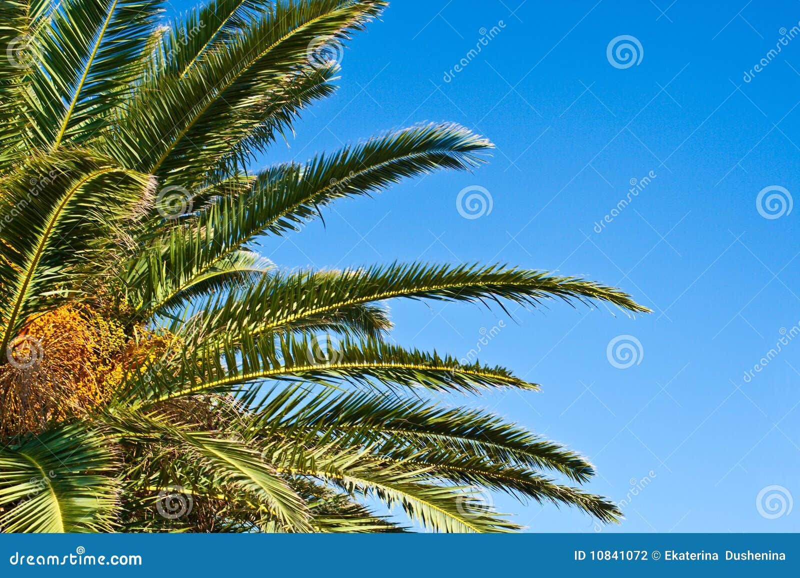 Palma datilera foto de archivo. Imagen de grecia, agricultura - 10841072