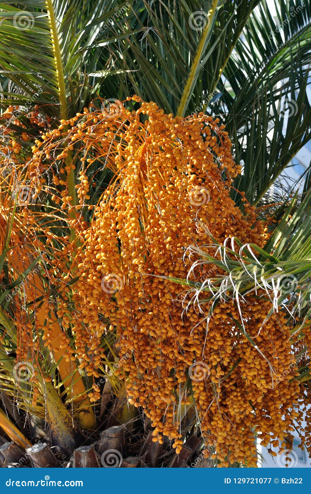 Palma datilera imagen de archivo. Imagen de amarillo - 129721077