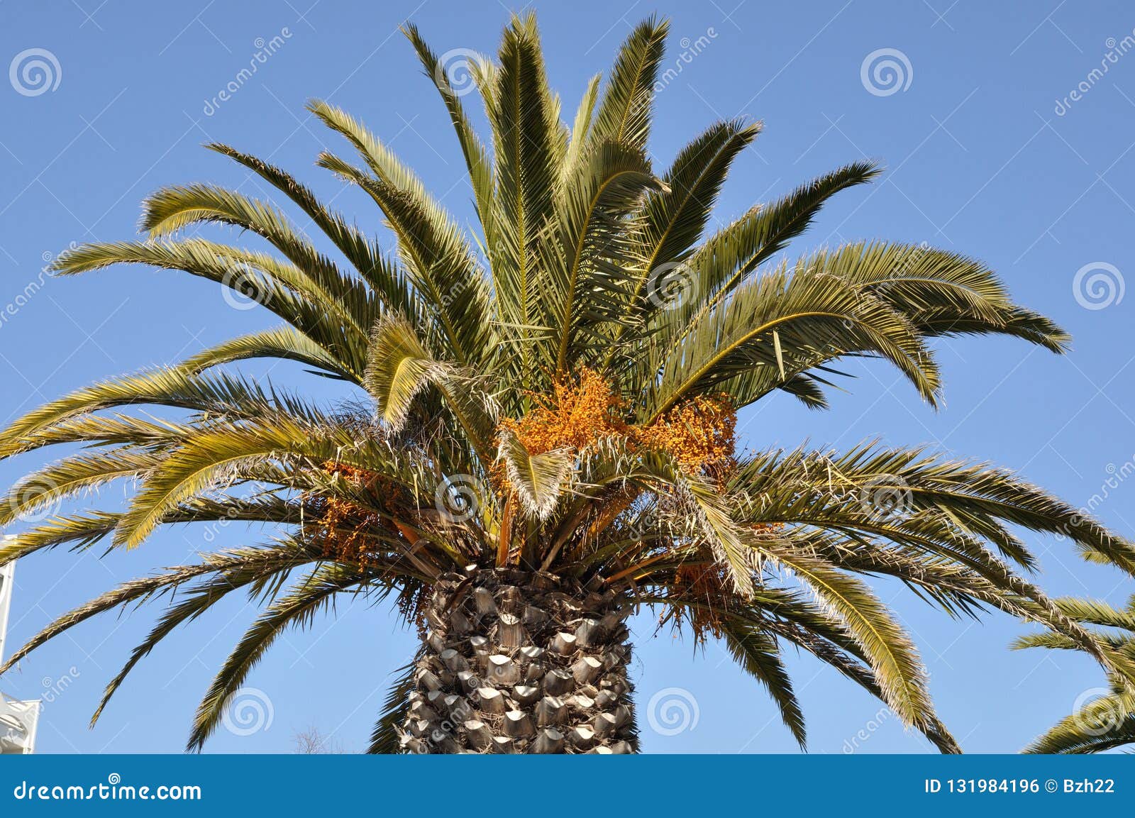 Palma datilera foto de archivo. Imagen de francia, fechas - 131984196