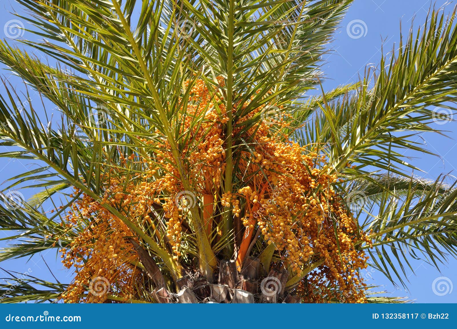 Palma datilera imagen de archivo. Imagen de palma, alimento - 132358117