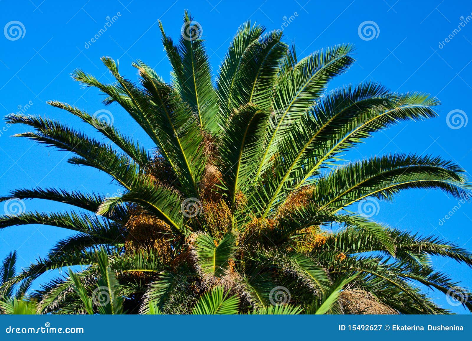 Palma datilera. imagen de archivo. Imagen de cosecha - 15492627