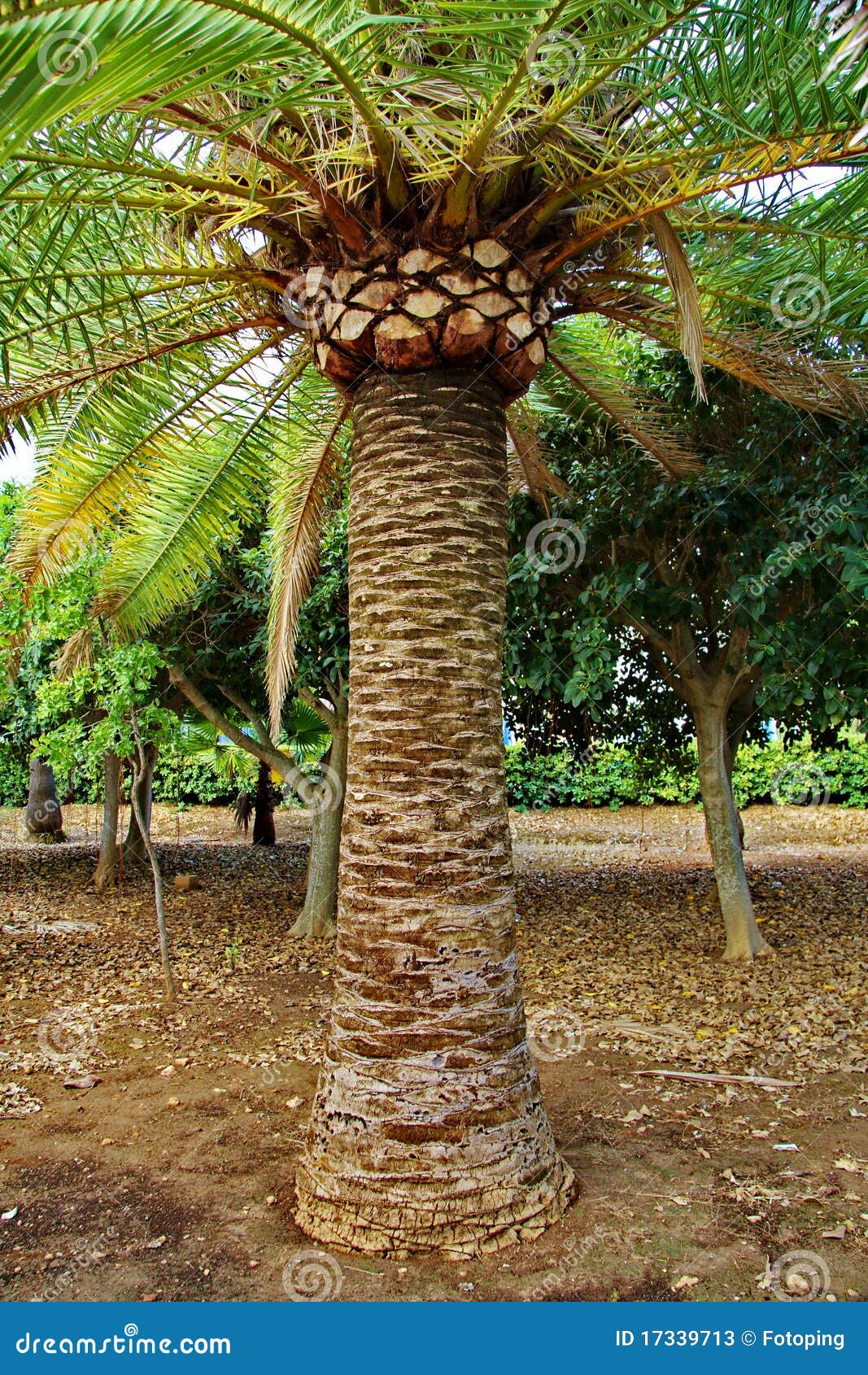 Palma datilera imagen de archivo. Imagen de palma, islas - 17339713