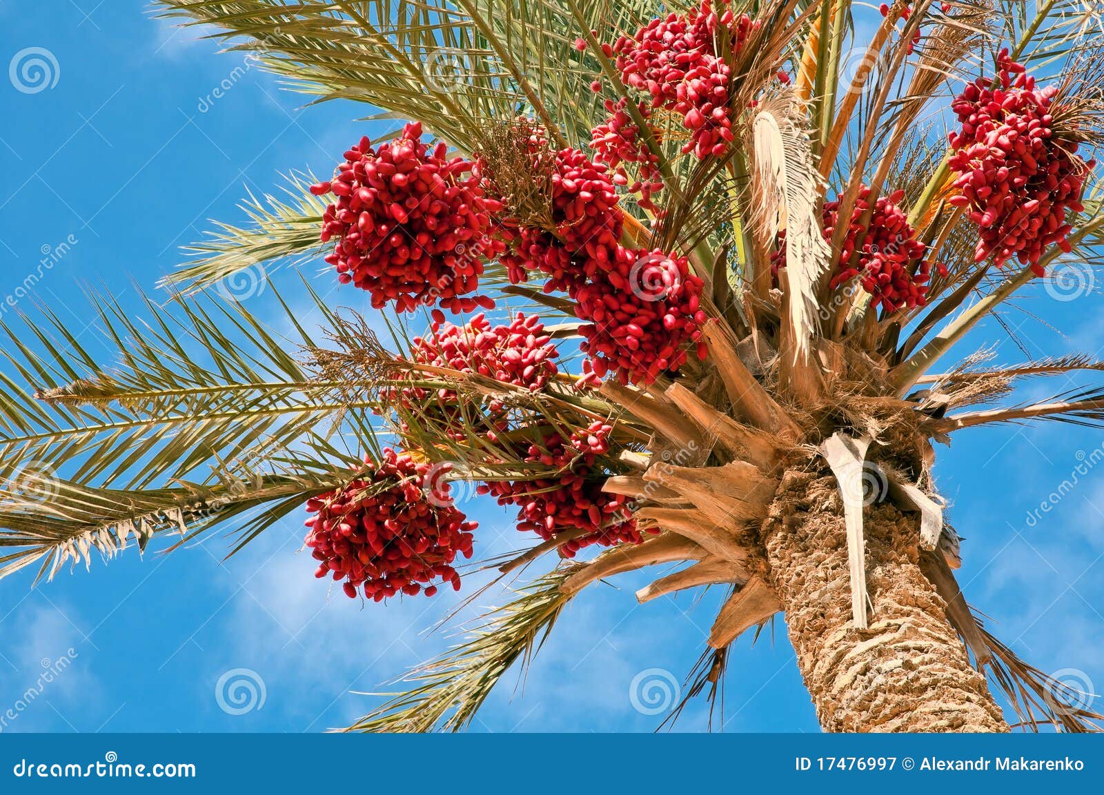 Palma datilera. imagen de archivo. Imagen de frutas, nadie - 17476997