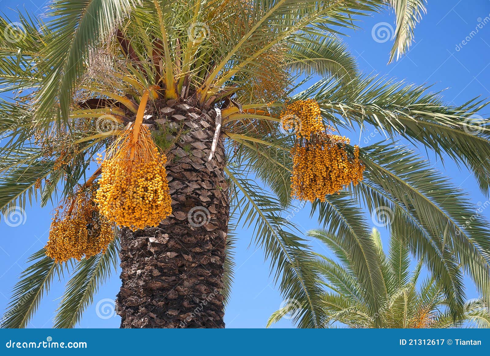 Palma datilera imagen de archivo. Imagen de sabor, hoja - 21312617