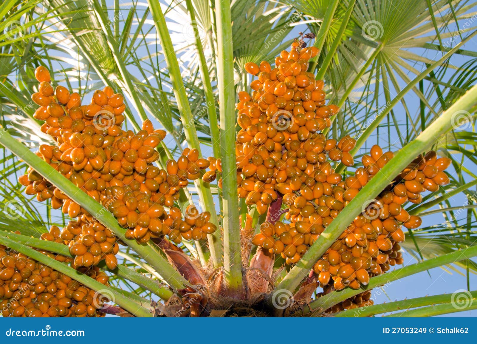 Palma datilera imagen de archivo. Imagen de palma, madera - 27053249