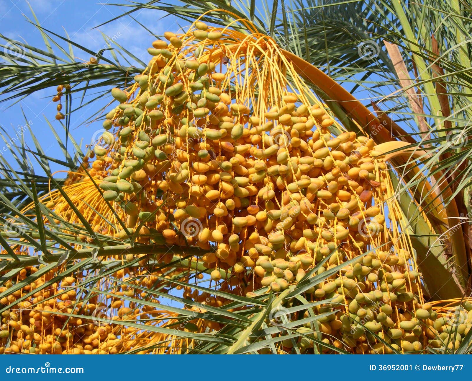 Palma datilera imagen de archivo. Imagen de madure, fechas - 36952001