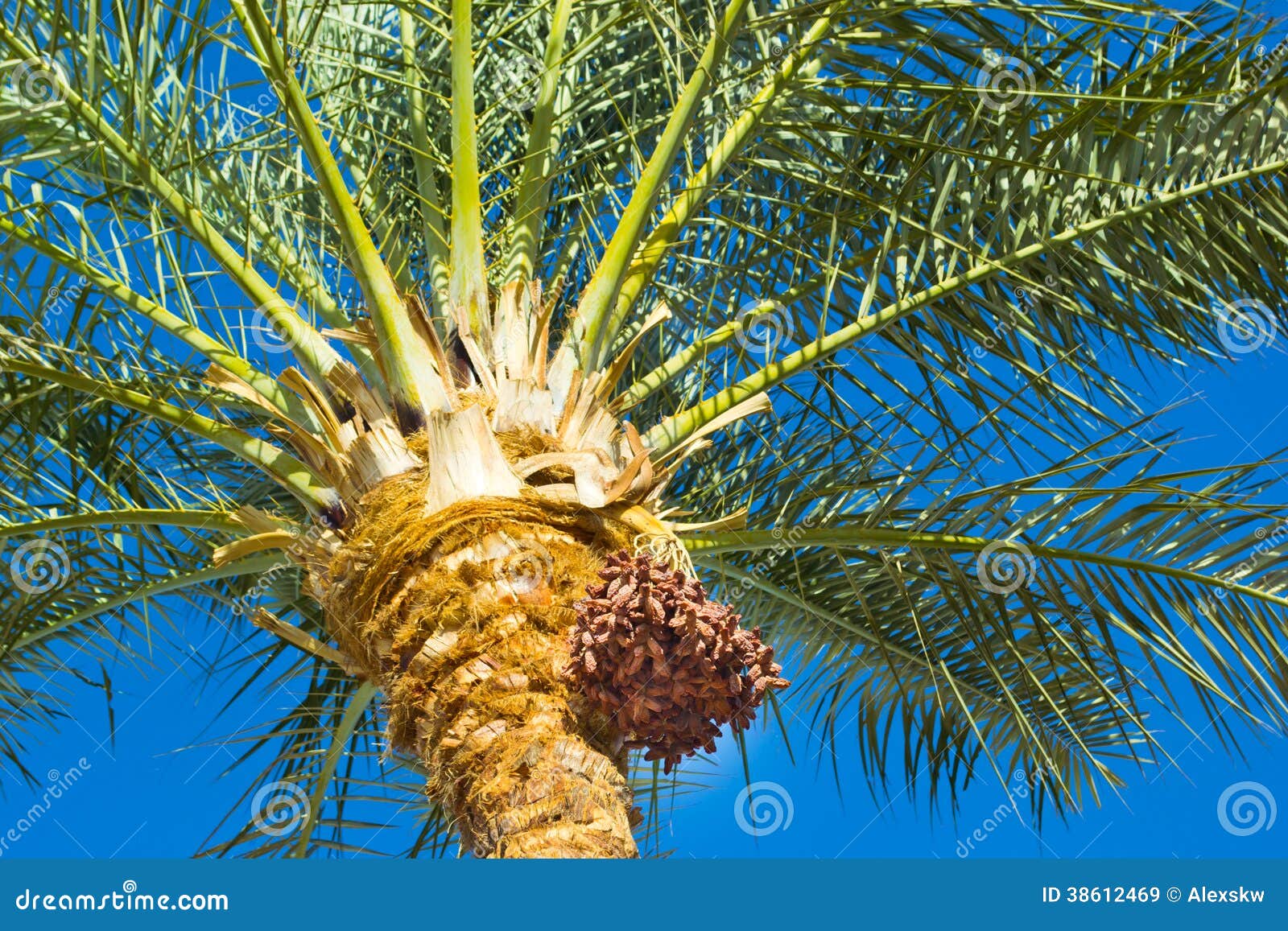 Palma datilera imagen de archivo. Imagen de brillante - 38612469